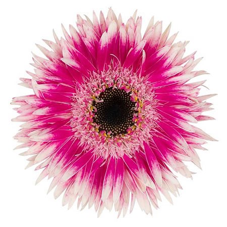 GERMINI SPIDER CYTA X 60 | Wholesale Dutch Flowers & Florist Supplies UK