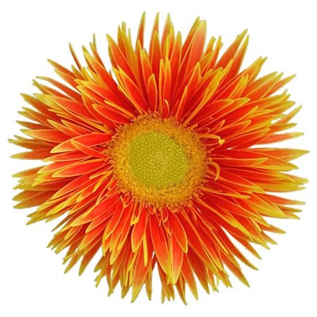 GERMINI SPIDER FAIRYTALE X 60 | Wholesale Dutch Flowers & Florist ...