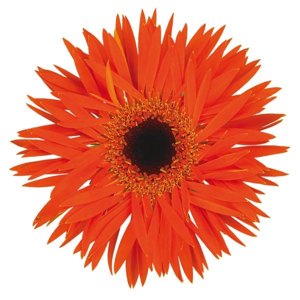 GERMINI SPIDER FIRECRACKER | Wholesale Dutch Flowers & Florist Supplies UK