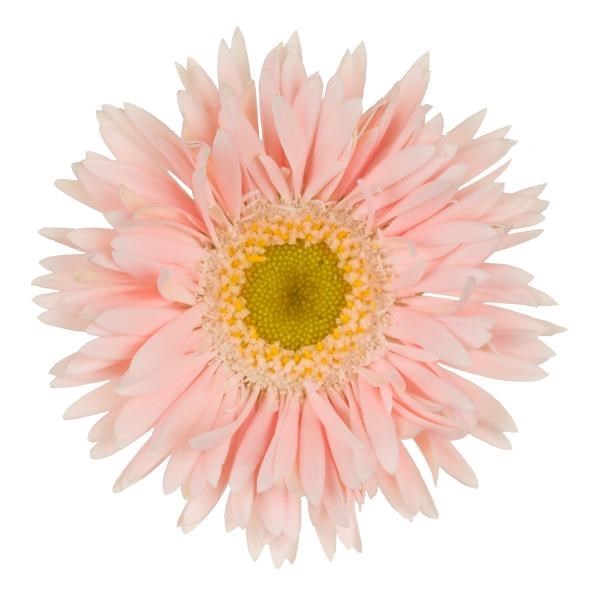 GERMINI SPIDER HONEY (BUNCHED) | Wholesale Dutch Flowers & Florist ...