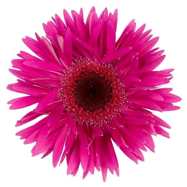 GERMINI SPIDER RISING STAR (SECURE BOXED) | Wholesale Dutch Flowers ...