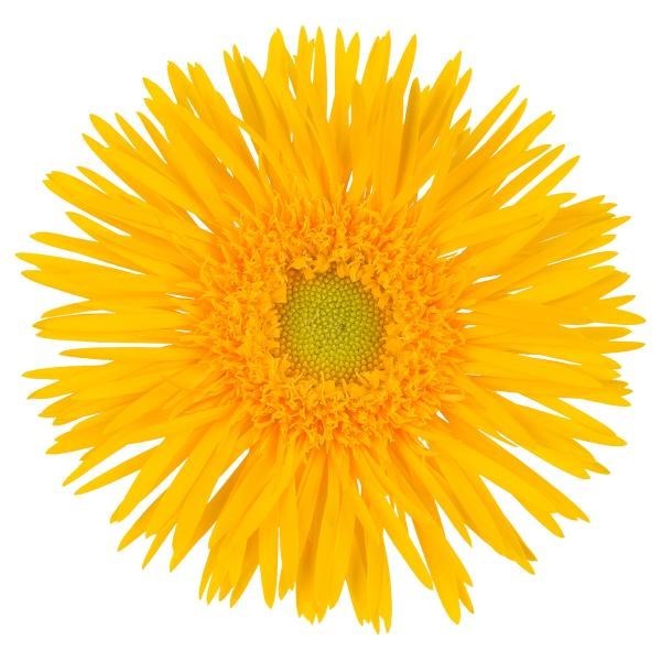 GERMINI SPIDER STRYKER (BUNCHED) | Wholesale Dutch Flowers & Florist ...