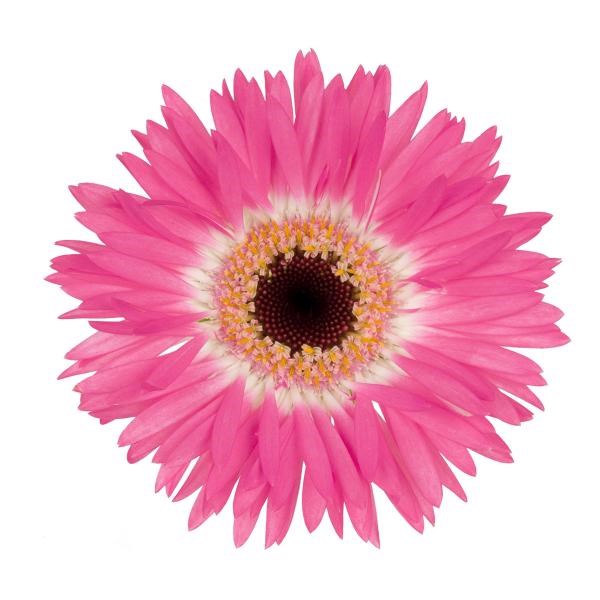 GERMINI SPIDER SWEET (SECURE BOXED) | Wholesale Dutch Flowers & Florist ...