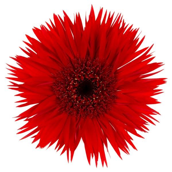 GERMINI SPIDER VULCANO | Wholesale Dutch Flowers & Florist Supplies UK