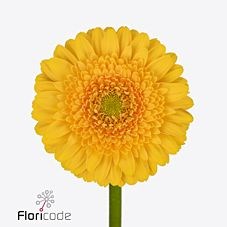 GERMINI SPRINGTIME X 30 | Wholesale Dutch Flowers & Florist Supplies UK