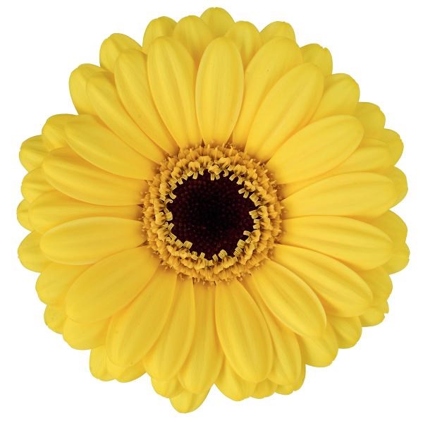 GERMINI SUNSHINE X 60 | Wholesale Dutch Flowers & Florist Supplies UK
