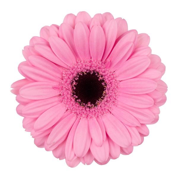 GERMINI TALENT (SECURE BOXED) | Wholesale Dutch Flowers & Florist ...