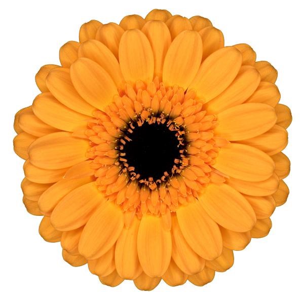 GERMINI TWEETY x 60 | Wholesale Dutch Flowers & Florist Supplies UK