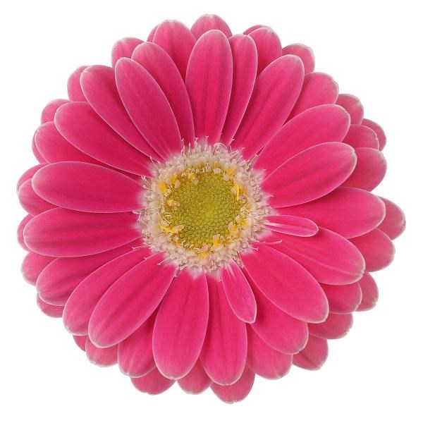 GERMINI TWIGGY x 60 | Wholesale Dutch Flowers & Florist Supplies UK