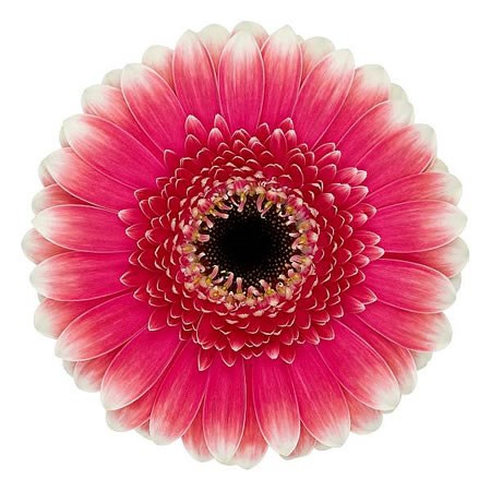 GERMINI VINCE X 60 | Wholesale Dutch Flowers & Florist Supplies UK