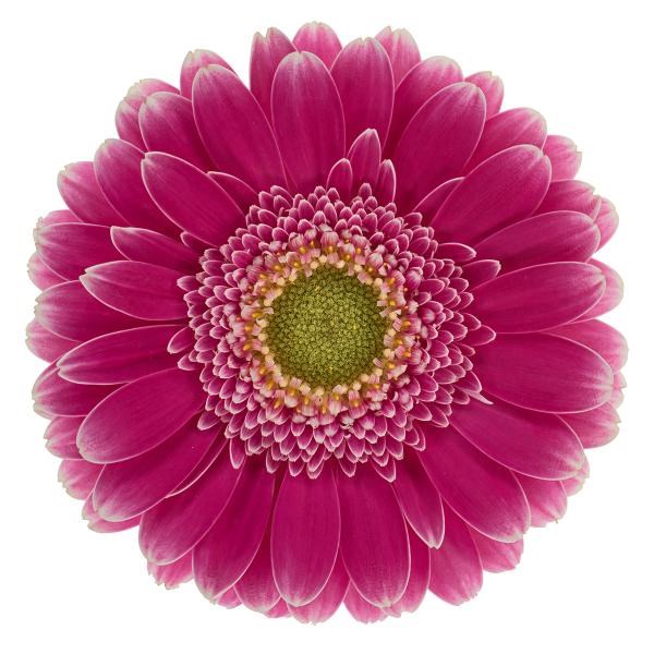 GERMINI WONDERWALL | Wholesale Dutch Flowers & Florist Supplies UK