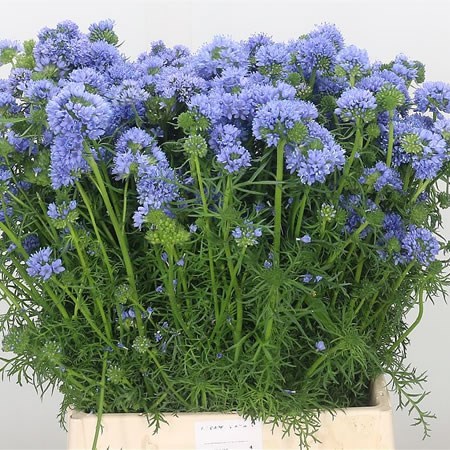 GILIA LEPTANTHA 60cm | Wholesale Dutch Flowers & Florist Supplies UK