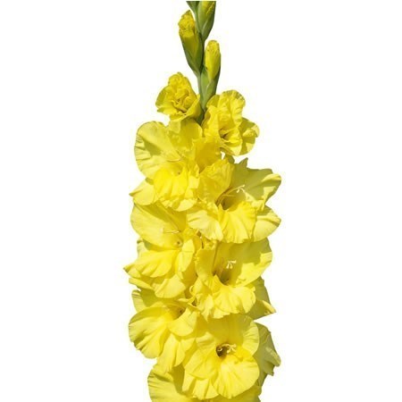 GLADIOLI BRA VAL 115cm | Wholesale Dutch Flowers & Florist Supplies UK