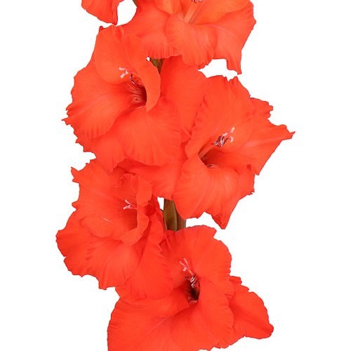 GLADIOLI FORTUNA RED 120cm | Wholesale Dutch Flowers & Florist Supplies UK