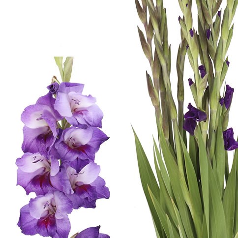 GLADIOLI PURPLE PARTY 130cm | Wholesale Dutch Flowers & Florist Supplies UK