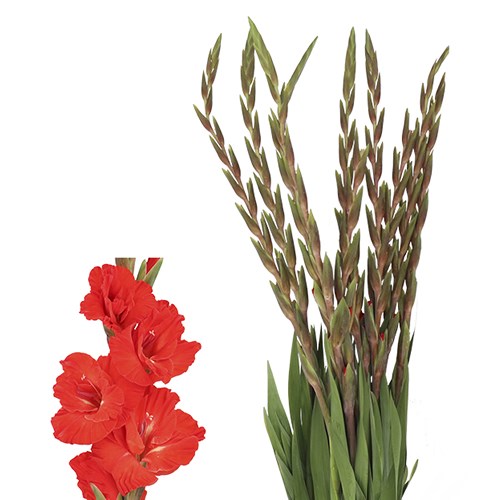 GLADIOLI TANGO PASSION 120cm | Wholesale Dutch Flowers & Florist ...