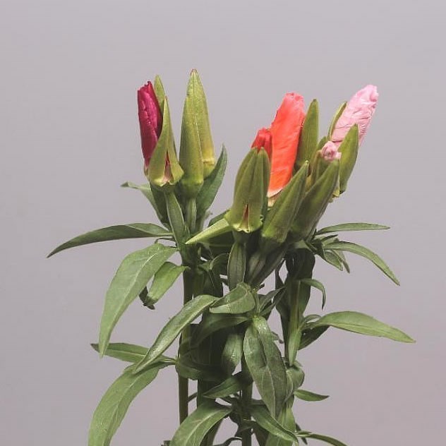 GODETIA CLARKIA MIX 55cm | Wholesale Dutch Flowers & Florist Supplies UK