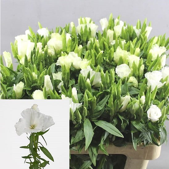 GODETIA CLARKIA WHITE 30cm | Wholesale Dutch Flowers & Florist Supplies UK