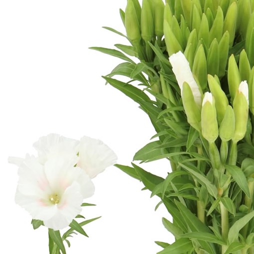 GODETIA CLARKIA WHITE 55cm | Wholesale Dutch Flowers & Florist Supplies UK