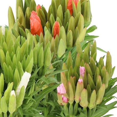 GODETIA MIX 35cm | Wholesale Dutch Flowers & Florist Supplies UK