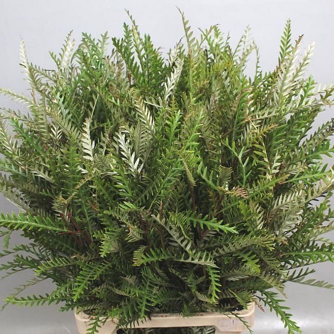 GREVILLEA IVANHOE 60cm | Wholesale Dutch Flowers & Florist Supplies UK