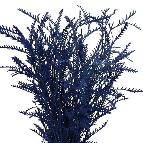 GREVILLEA IVANHOE DYED DARK BLUE 60cm | Wholesale Dutch Flowers ...
