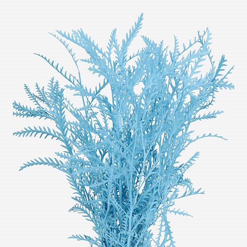 GREVILLEA IVANHOE DYED LIGHT BLUE 70cm | Wholesale Dutch Flowers ...