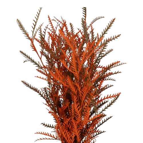 GREVILLEA IVANHOE DYED ORANGE 60cm | Wholesale Dutch Flowers & Florist ...