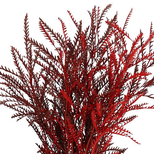 GREVILLEA IVANHOE DYED RED 60cm | Wholesale Dutch Flowers & Florist ...