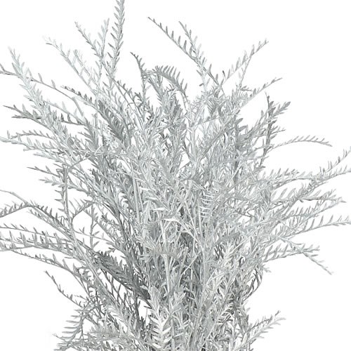 GREVILLEA IVANHOE DYED SILVER 60cm | Wholesale Dutch Flowers & Florist ...