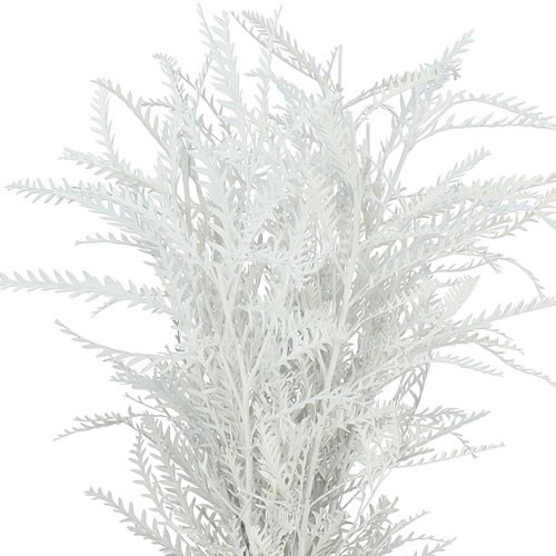 GREVILLEA IVANHOE DYED WHITE 60cm | Wholesale Dutch Flowers & Florist ...