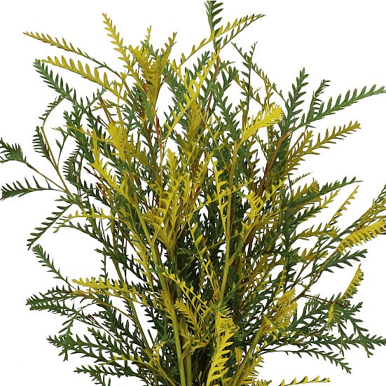 GREVILLEA IVANHOE DYED YELLOW 70cm | Wholesale Dutch Flowers & Florist ...