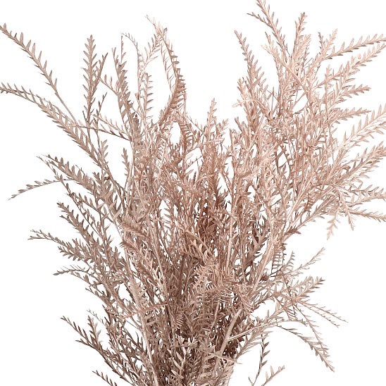 GREVILLEA IVANHOE METALLIC CHAMPAGNE 60cm | Wholesale Dutch Flowers ...