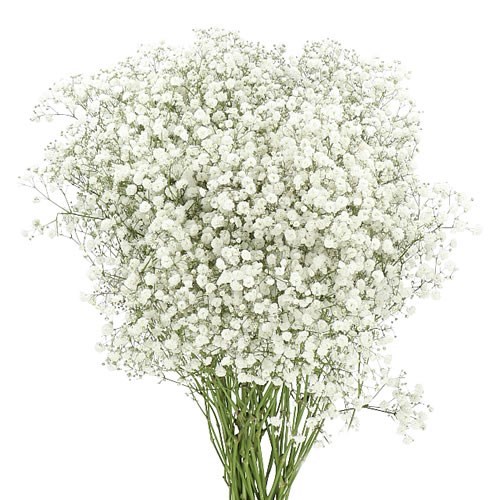 GYPSOPHILA XLENCE 80cm 35gm | Wholesale Dutch Flowers & Florist Supplies UK