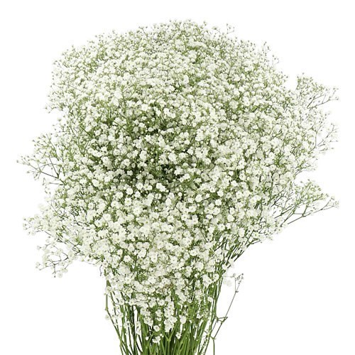 GYPSOPHILA ZINZI DISCOVERY 80cm 40gm | Wholesale Dutch Flowers ...