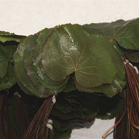 Galax Leaves 20cm | Wholesale Dutch Flowers & Florist Supplies UK