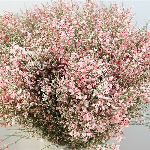 Genista Dyed Pink 70cm | Wholesale Dutch Flowers & Florist Supplies UK