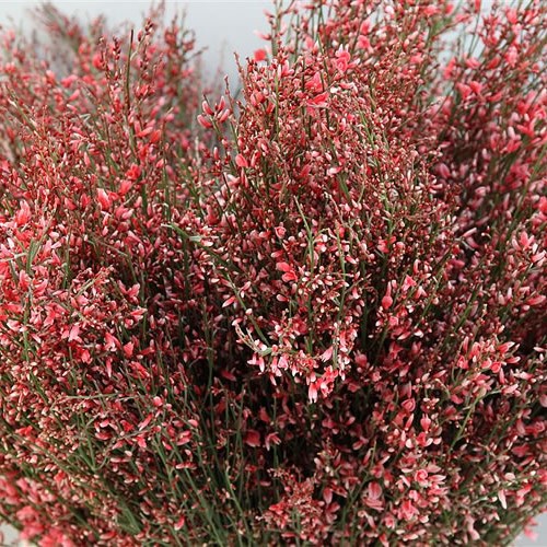 Genista Dyed Red 70cm | Wholesale Dutch Flowers & Florist Supplies UK