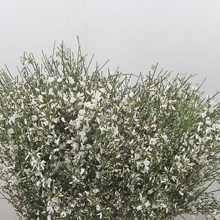 Genista White 40cm | Wholesale Dutch Flowers & Florist Supplies UK
