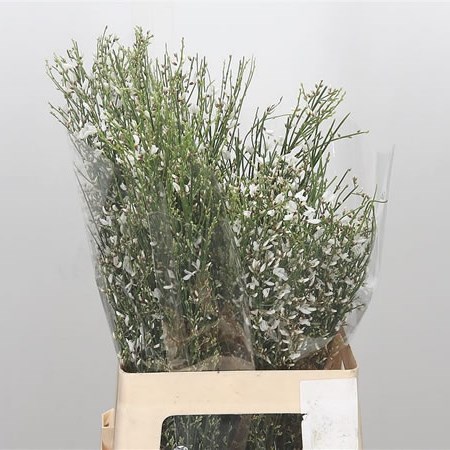 Genista White 60cm | Wholesale Dutch Flowers & Florist Supplies UK
