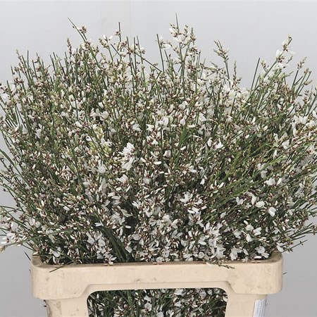 Genista White 65cm | Wholesale Dutch Flowers & Florist Supplies UK
