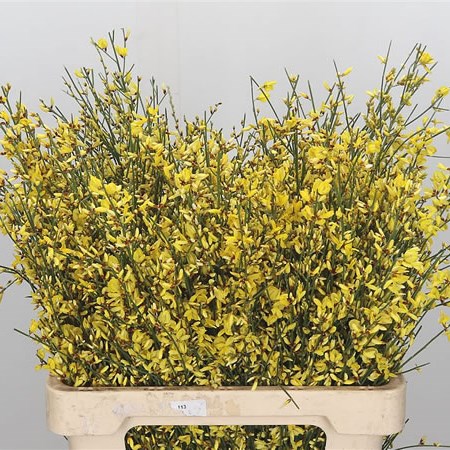 Genista Yellow 65cm | Wholesale Dutch Flowers & Florist Supplies UK