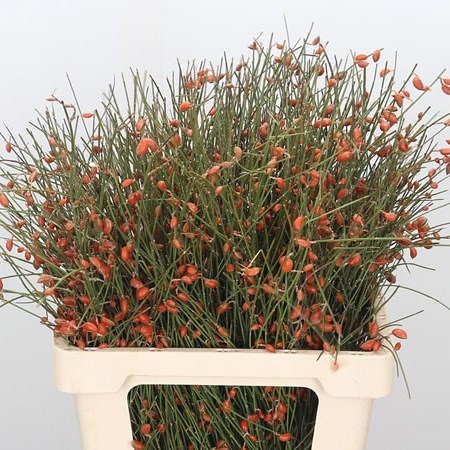 Genista Dyed Red 55cm | Wholesale Dutch Flowers & Florist Supplies UK