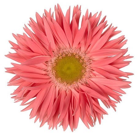 Gerbera Coppell 45cm | Wholesale Dutch Flowers & Florist Supplies UK