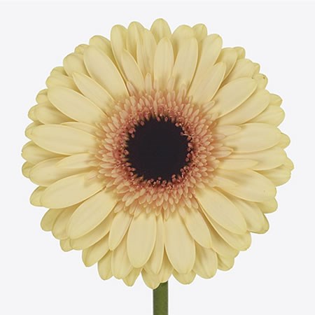 Gerbera Cream Beach 45cm | Wholesale Dutch Flowers & Florist Supplies UK