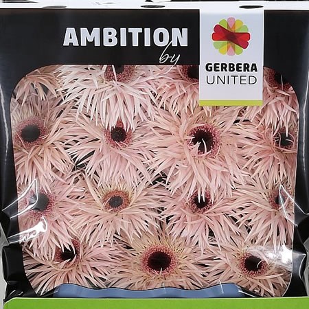 Gerbera Cream Springs 45cm | Wholesale Dutch Flowers & Florist Supplies UK