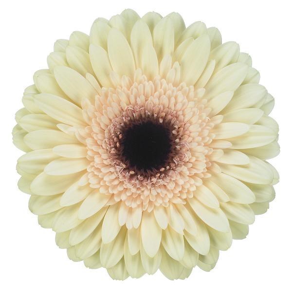 Gerbera Eclair x 15 | Wholesale Dutch Flowers & Florist Supplies UK