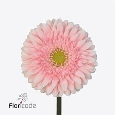 Gerbera Fem 45cm | Wholesale Dutch Flowers & Florist Supplies UK