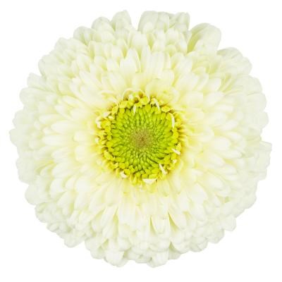 Gerbera Gerponi Big Data x 50 | Wholesale Dutch Flowers & Florist ...