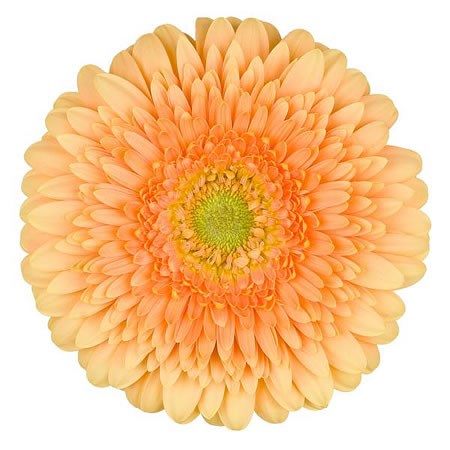 Gerbera Gerponi Big Girl 45cm | Wholesale Dutch Flowers & Florist ...